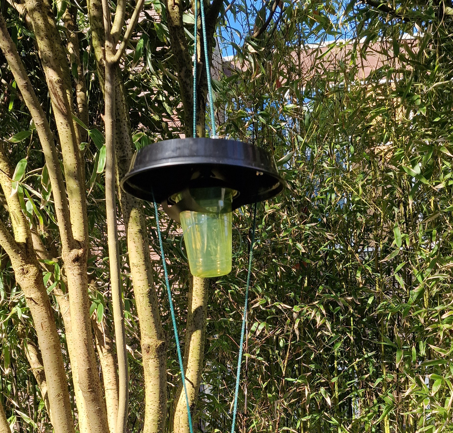 Humbug II invasive insects | HumBug